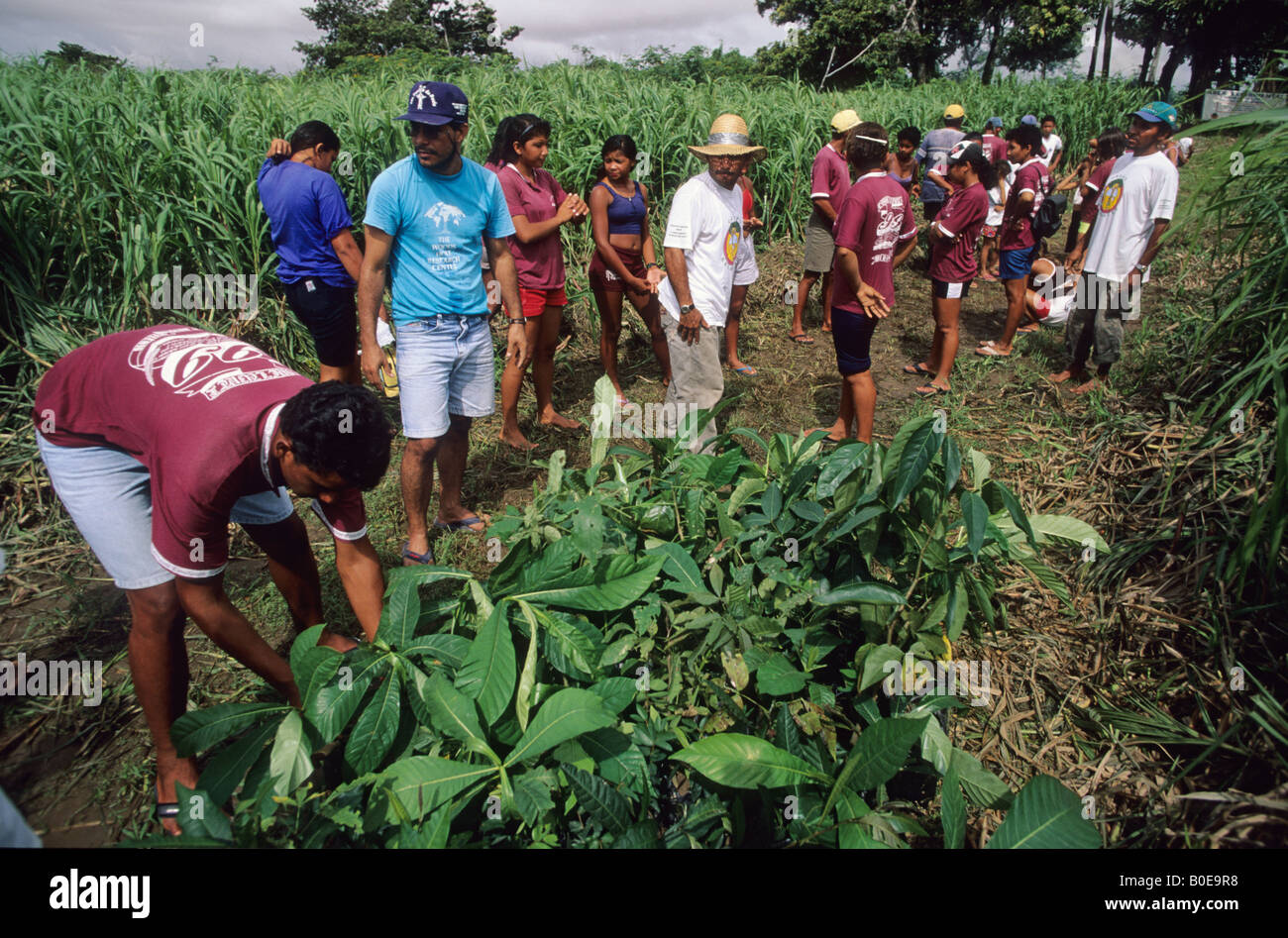 remote rainforest community unloading rainforest tree seedlings to ...