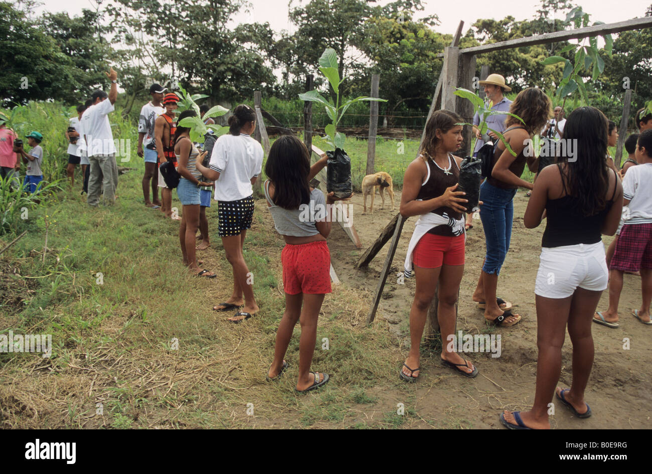 remote rainforest community unloading rainforest tree seedlings to ...
