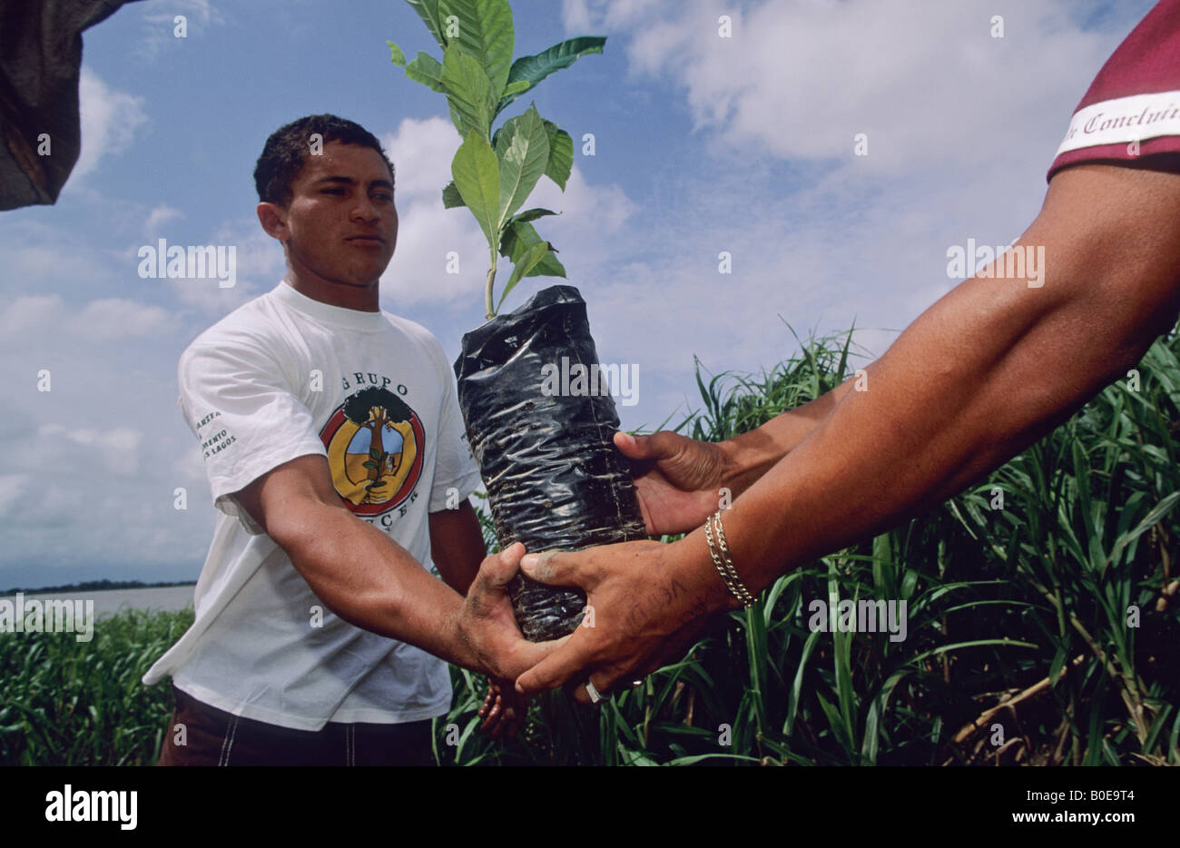 remote rainforest community unloading rainforest tree seedlings to ...