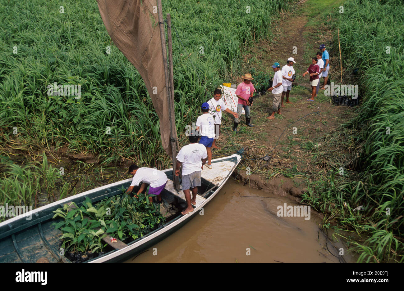 remote rainforest community unloading rainforest tree seedlings to ...