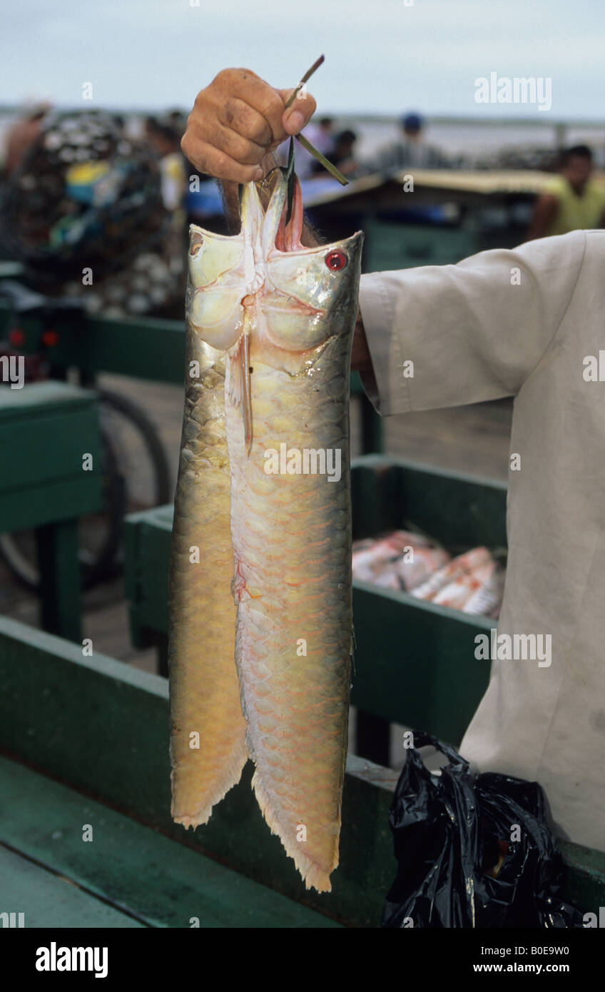 Amazonian fish from the flooded forest varzea for sale at Santarem ...