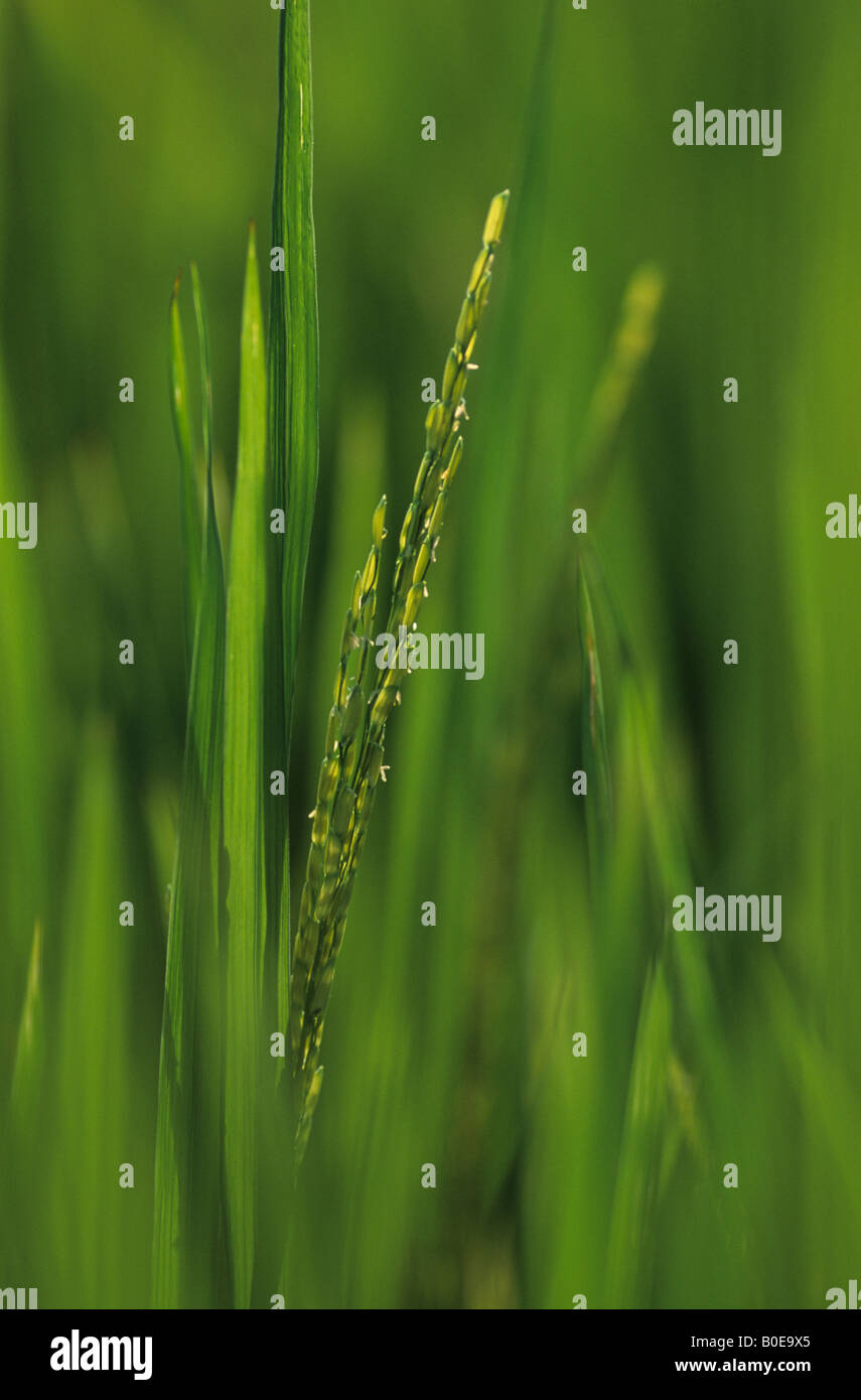 A close up of the grains forming on a rice plant in Sulawesi in ...
