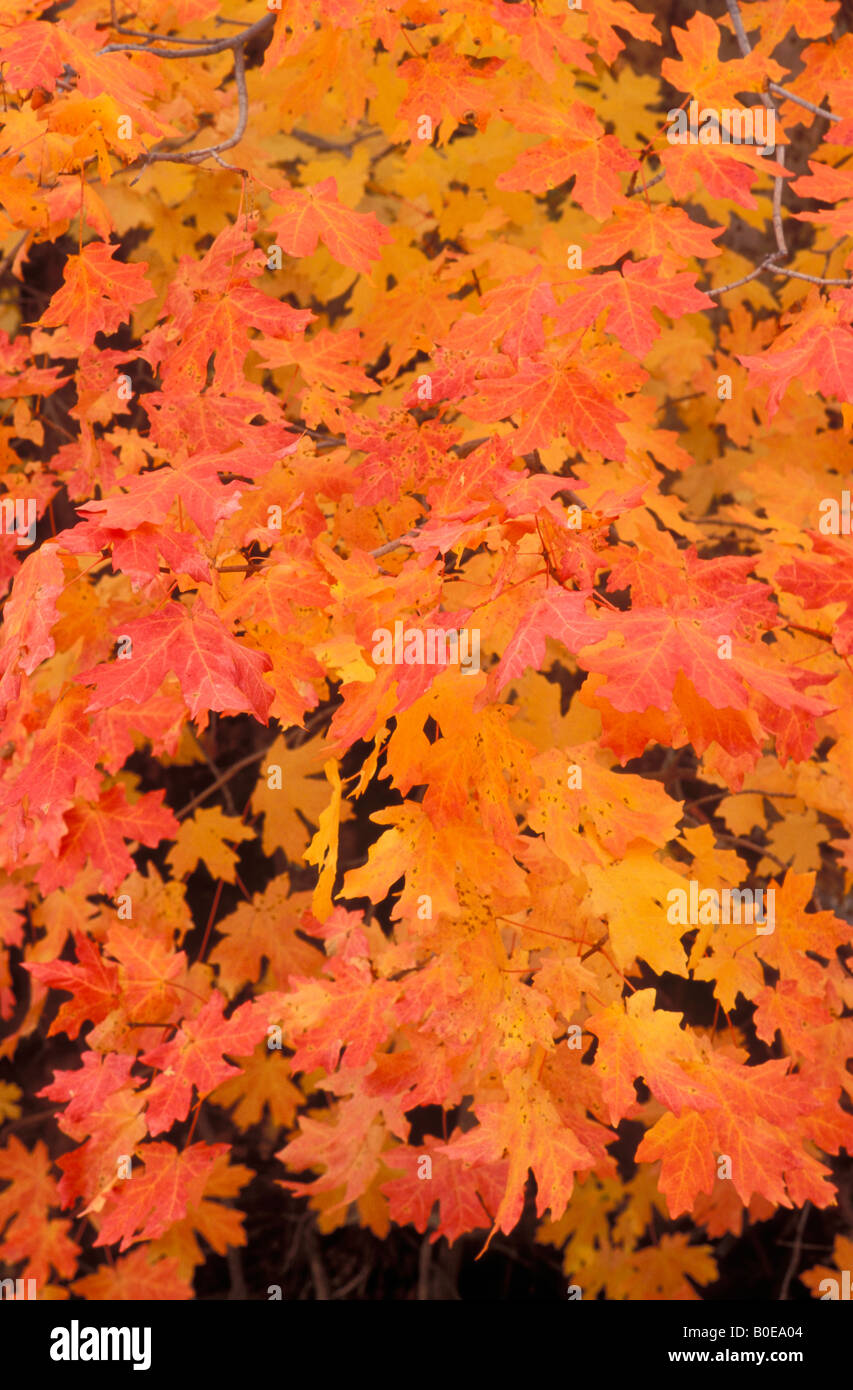 Big tooth maple hi-res stock photography and images - Alamy