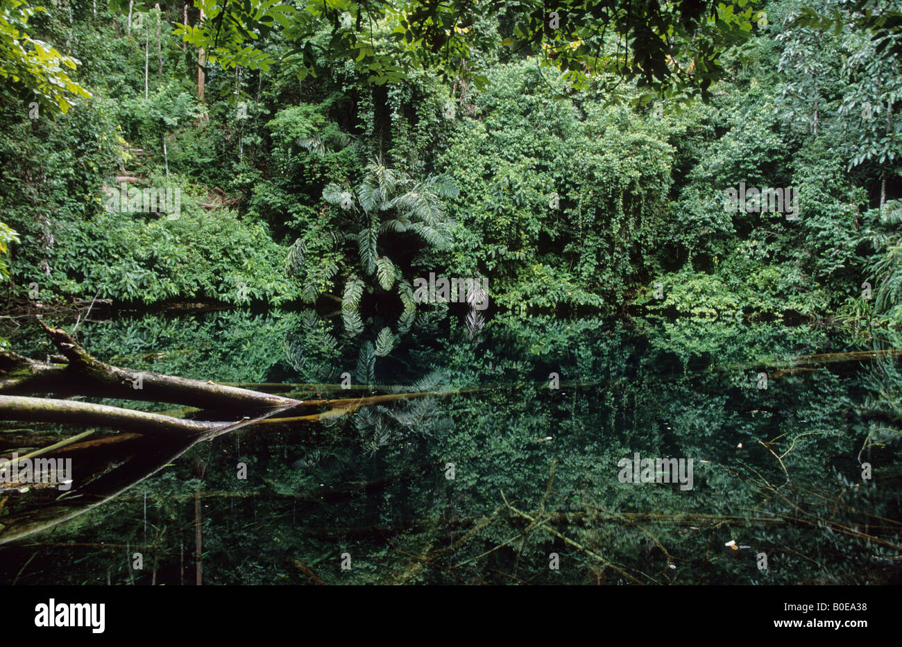 rainforest lagoon in East Kalimantan (Borneo) with perfect reflection ...