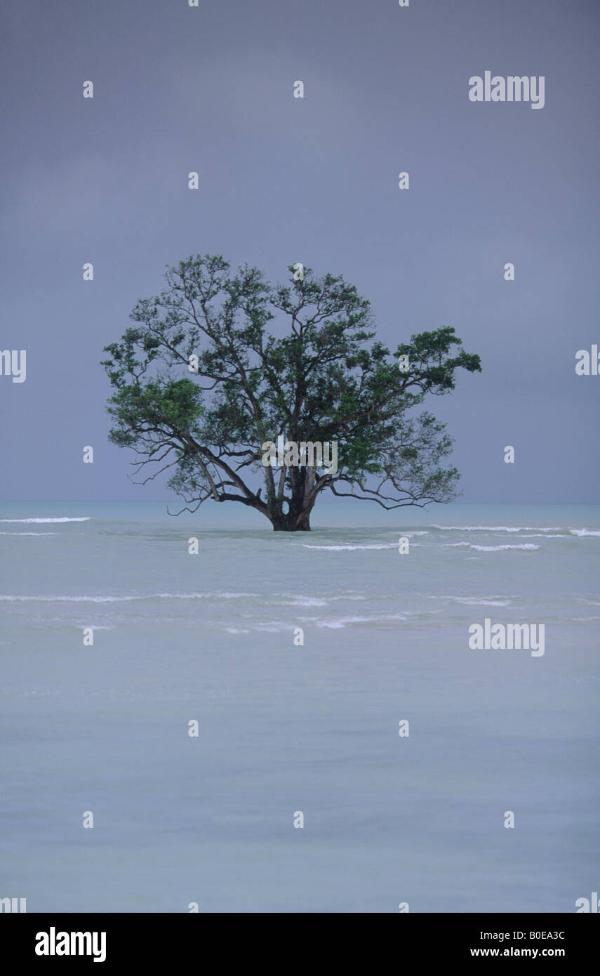 mangrove tree and rising sea levels in Borneo (East Kalimantan Stock ...