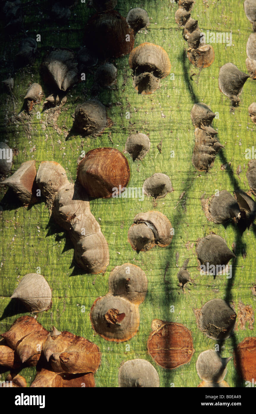 Detail of the spiney bark of uoung Capoc tree in Veracruz state Mexico ...