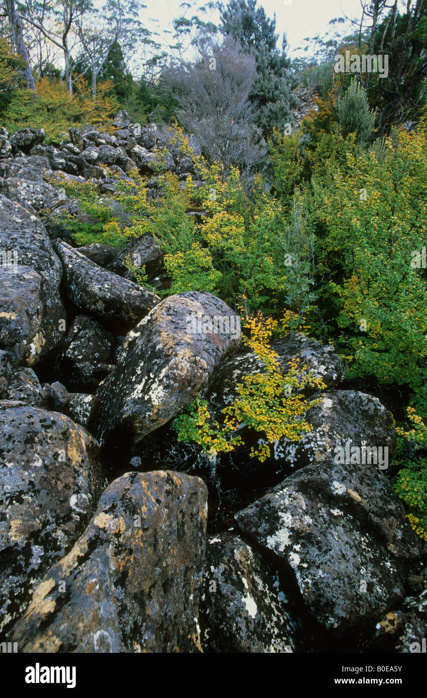 Nothofagus Leaf High Resolution Stock Photography and Images - Alamy