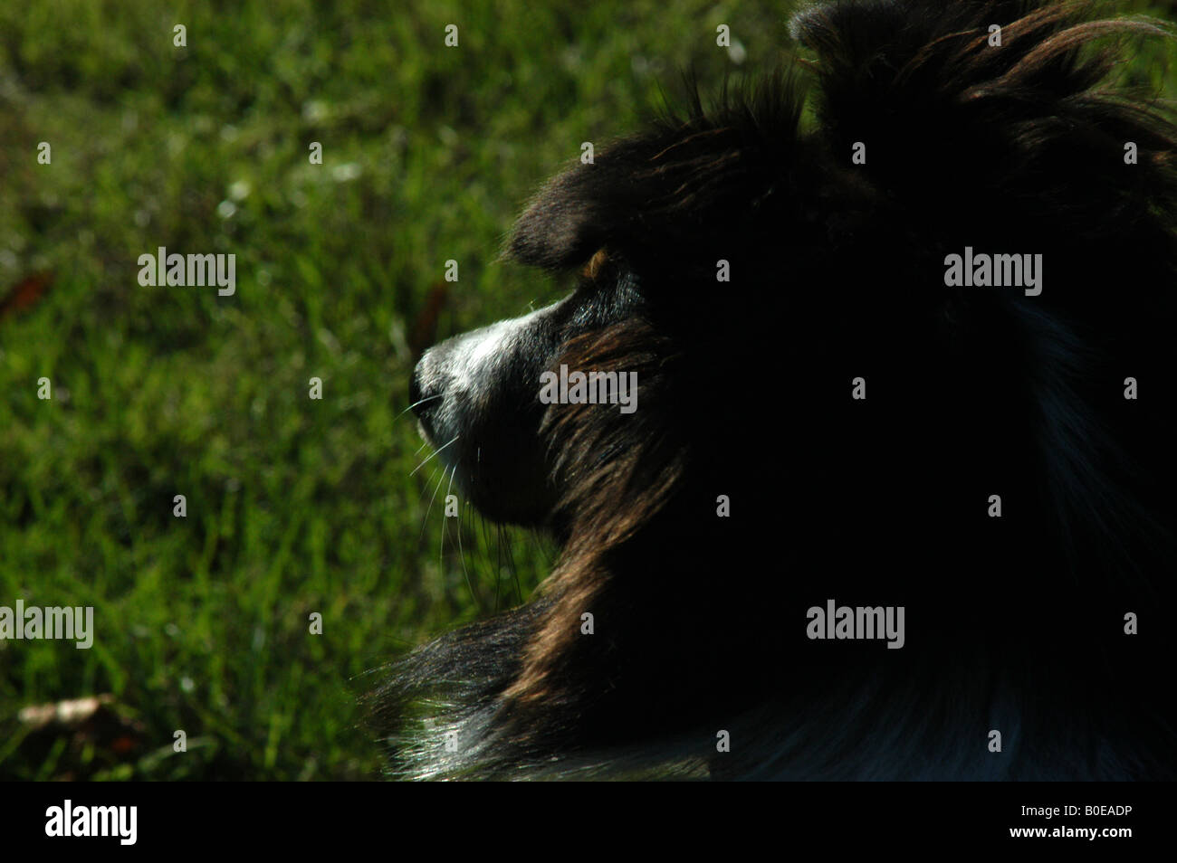 profile of sheltie dog looking into the sunset Stock Photo - Alamy