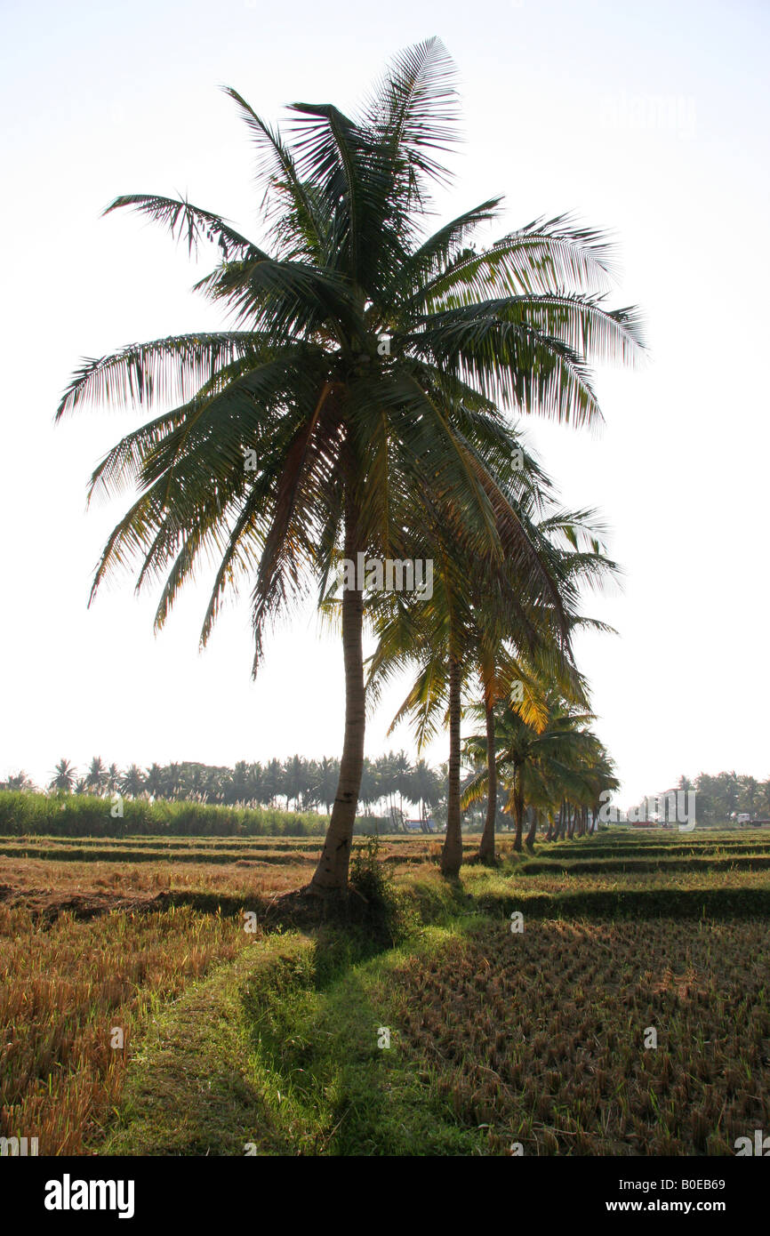 Rice grows beneath palm trees in South India Stock Photo - Alamy