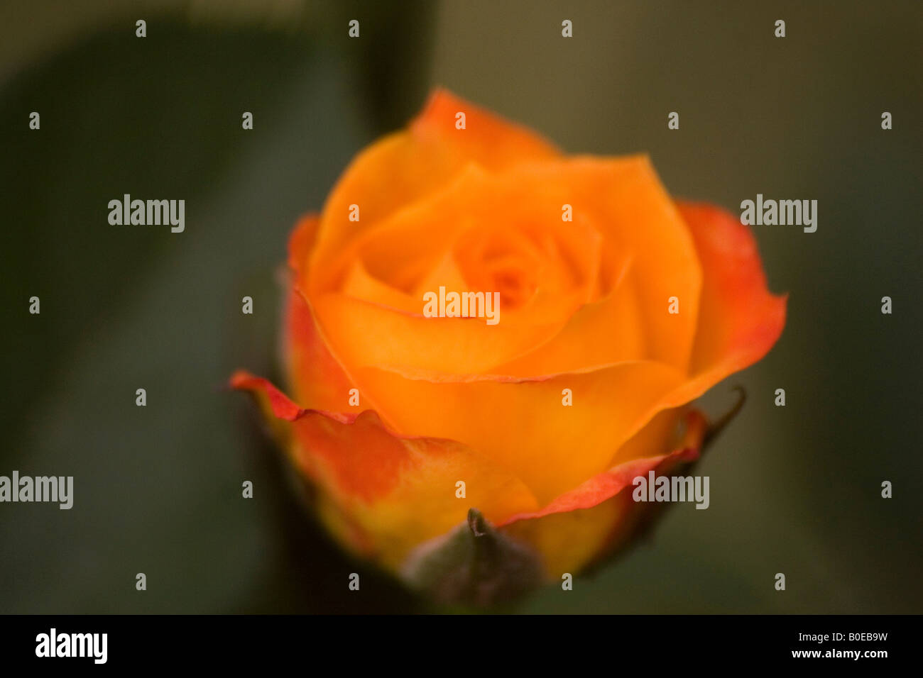 A rose blooming in an Indian rose garden Stock Photo - Alamy