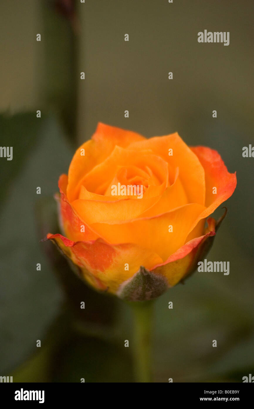 A rose blooming in an Indian rose garden Stock Photo - Alamy