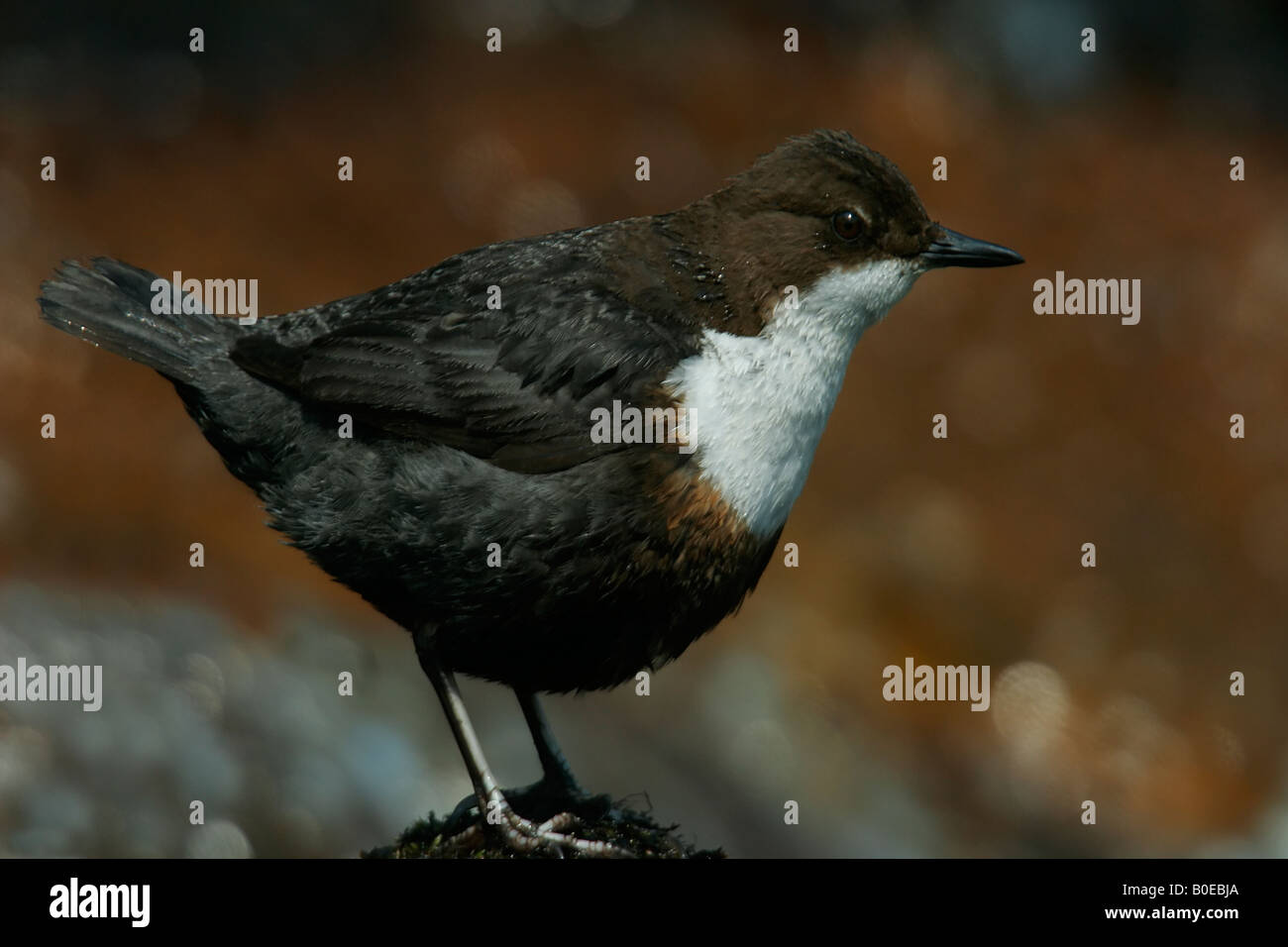 Irish river dipper hi-res stock photography and images - Alamy