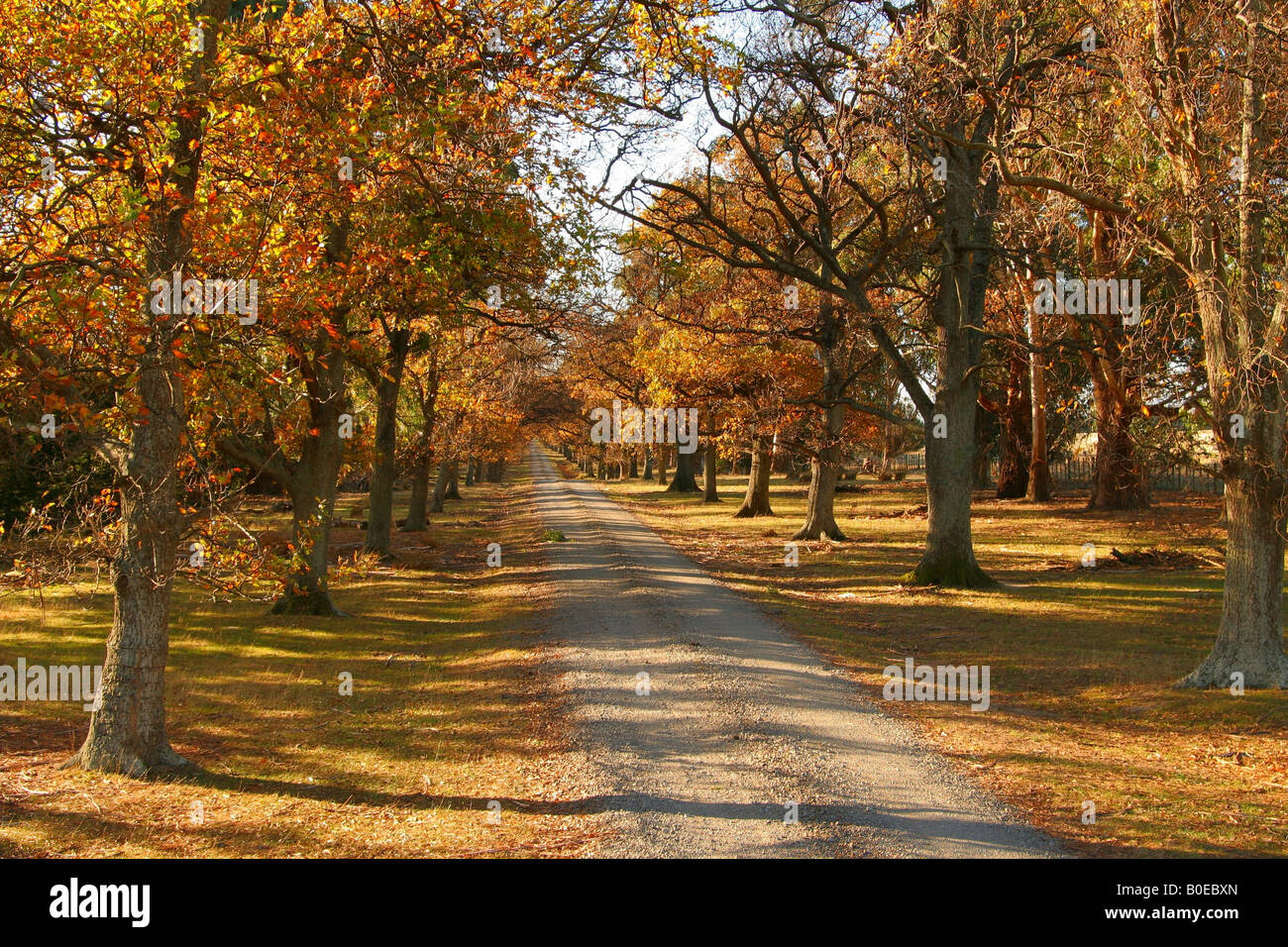 Golden autumn trees in afternoon sun Stock Photo - Alamy