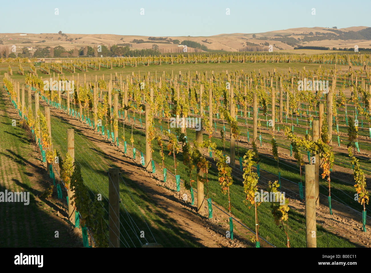 Field of newly planted grape vines Stock Photo - Alamy