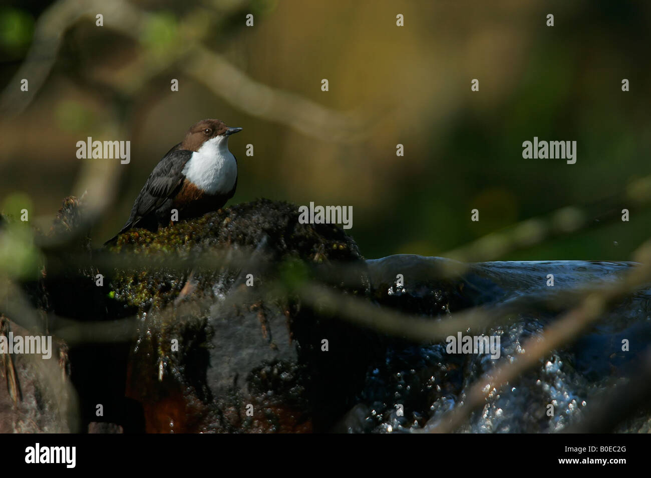 Irish river dipper hi-res stock photography and images - Alamy