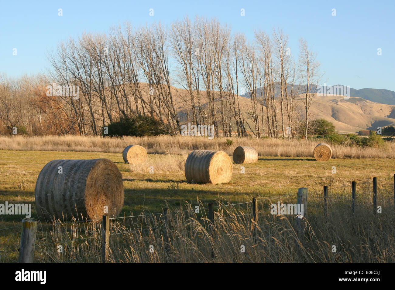 Scattered hay hi-res stock photography and images - Alamy