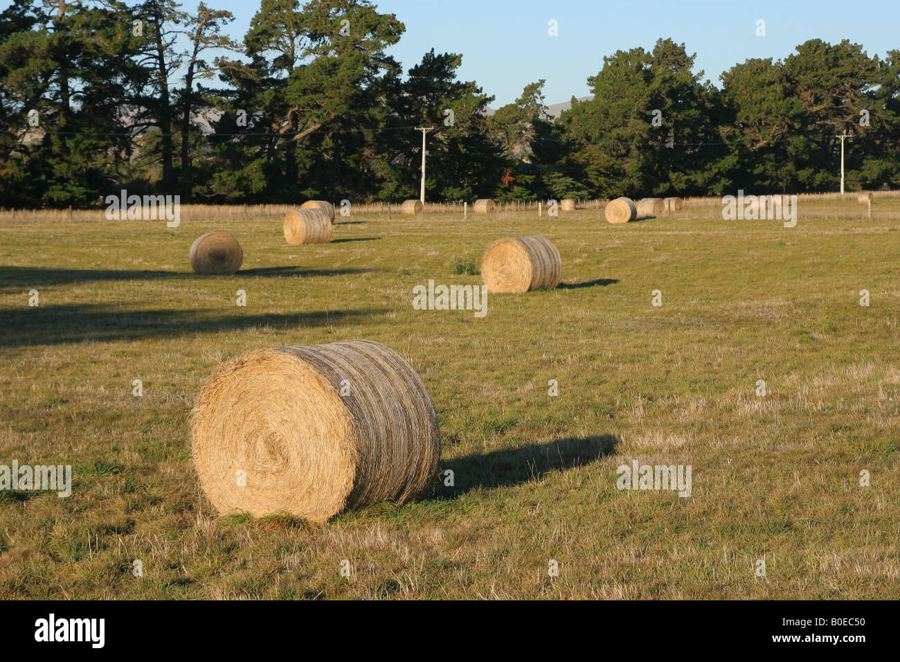 Rolled up hay bales scattered in a paddock Stock Photo - Alamy