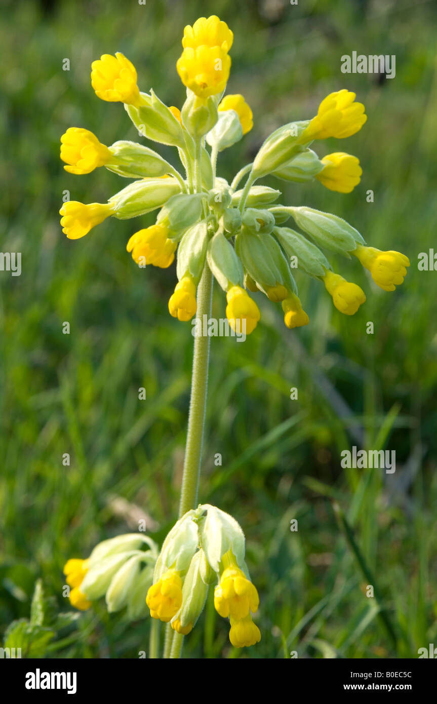 Witherslack cumbria hi-res stock photography and images - Alamy