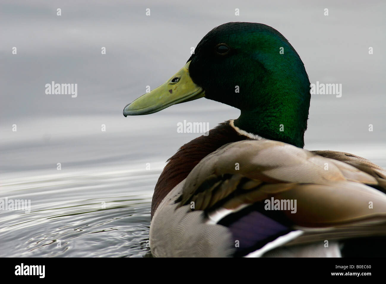 Mallard back hi-res stock photography and images - Alamy