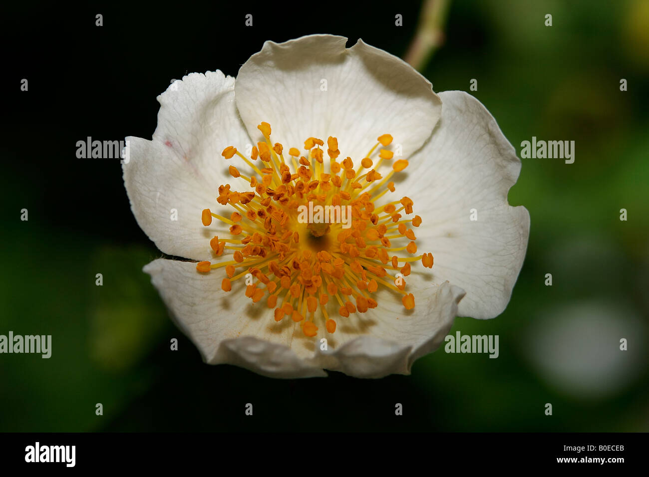 Rose flowers plants hi-res stock photography and images - Alamy