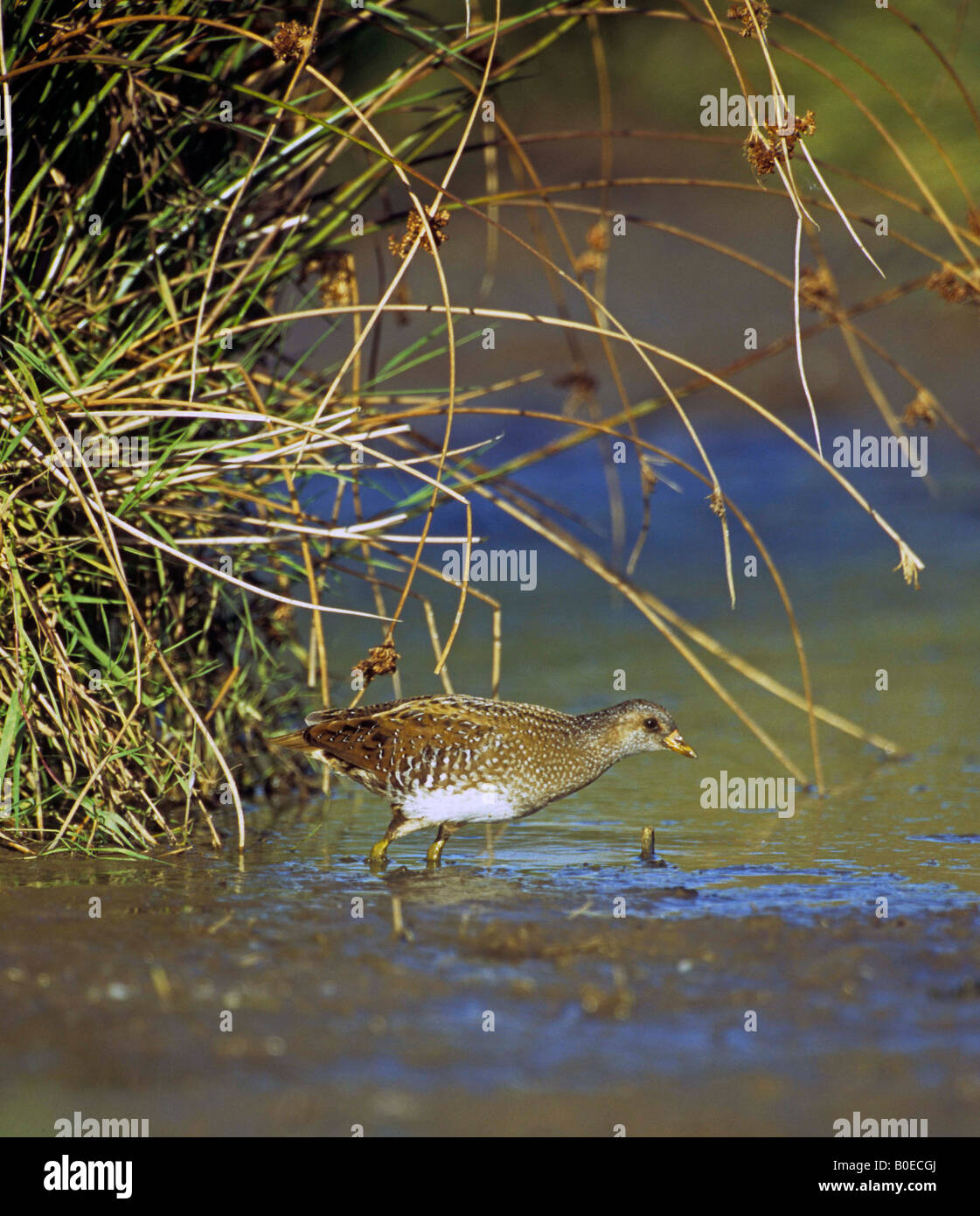 Spotted Crake (Porzana porzana). French: Marouette ponctuée German ...