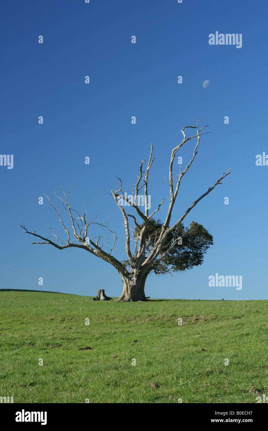 Knarly tree in a lonely landscape Stock Photo - Alamy