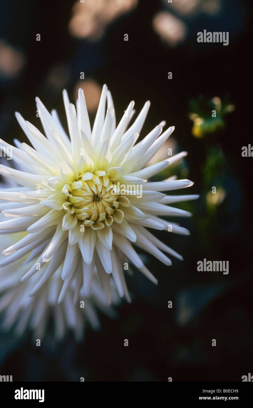 Dahlia stems hi-res stock photography and images - Alamy
