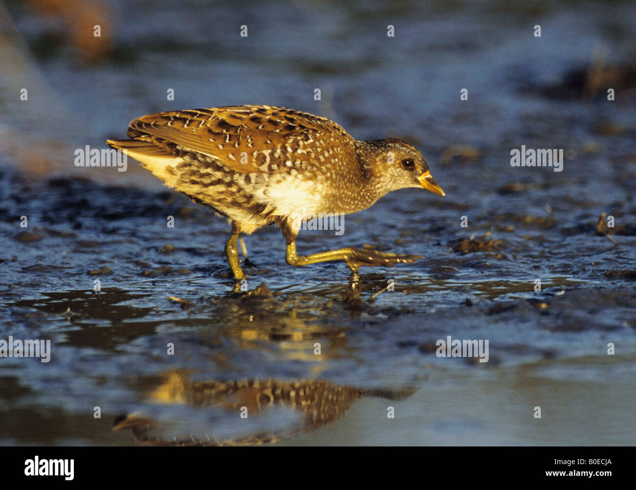Spotted Crake (Porzana porzana). French: Marouette ponctuée German ...