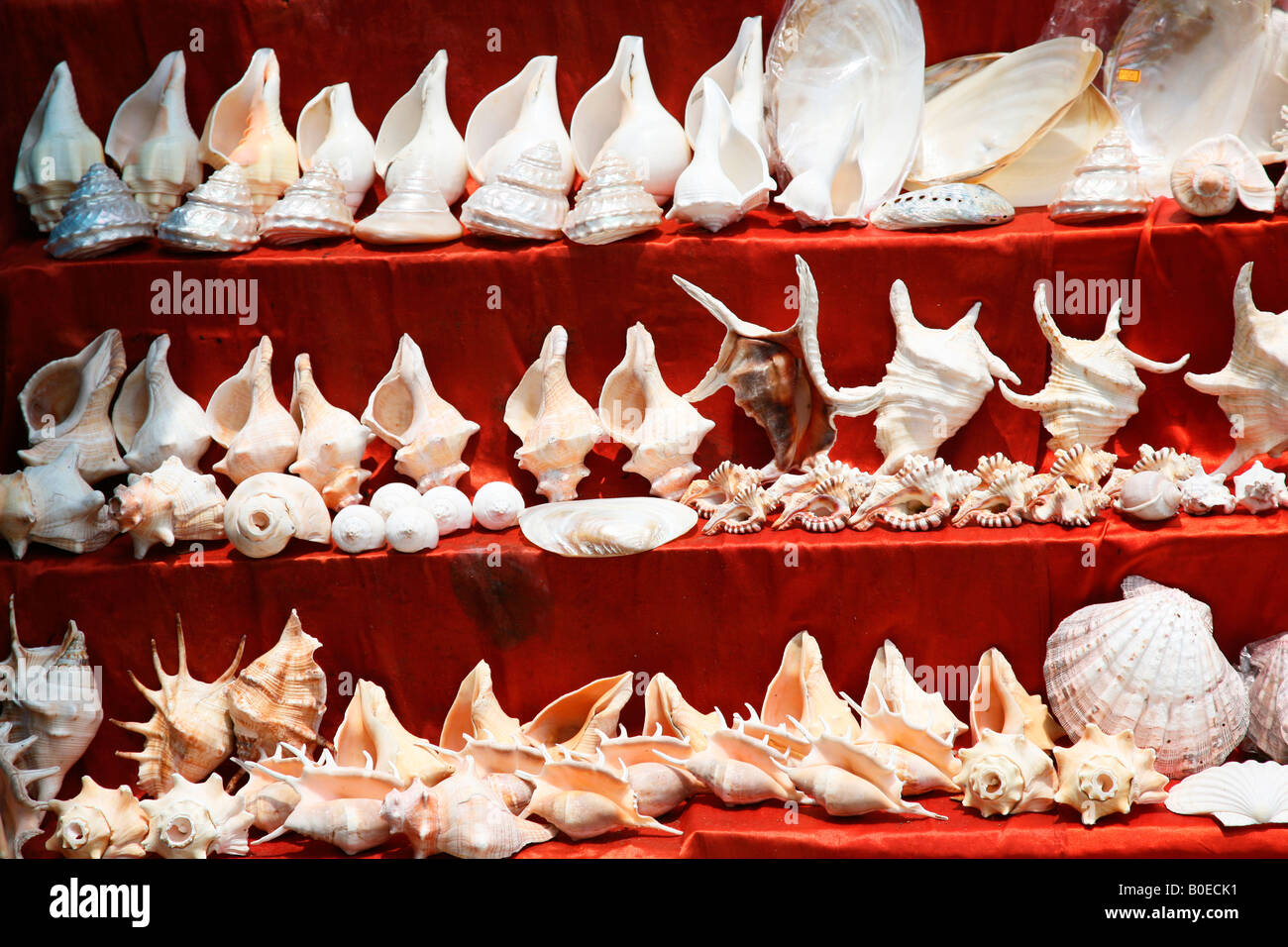 Conch and shells Stock Photo - Alamy