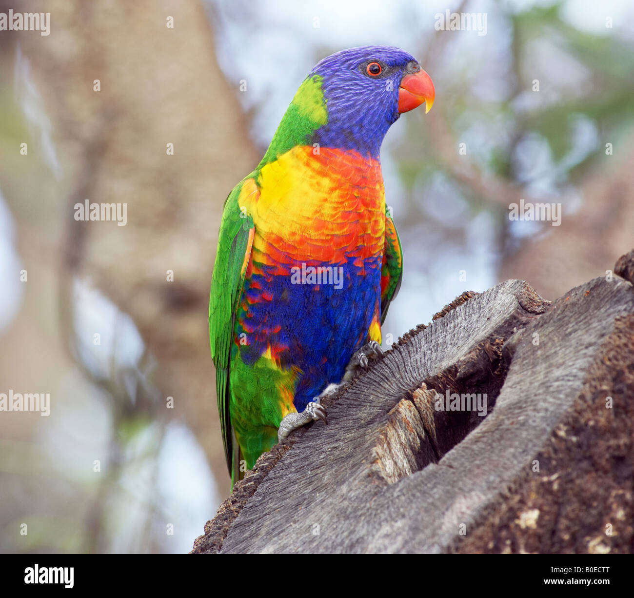 Vivid coloured parrot hi-res stock photography and images - Alamy