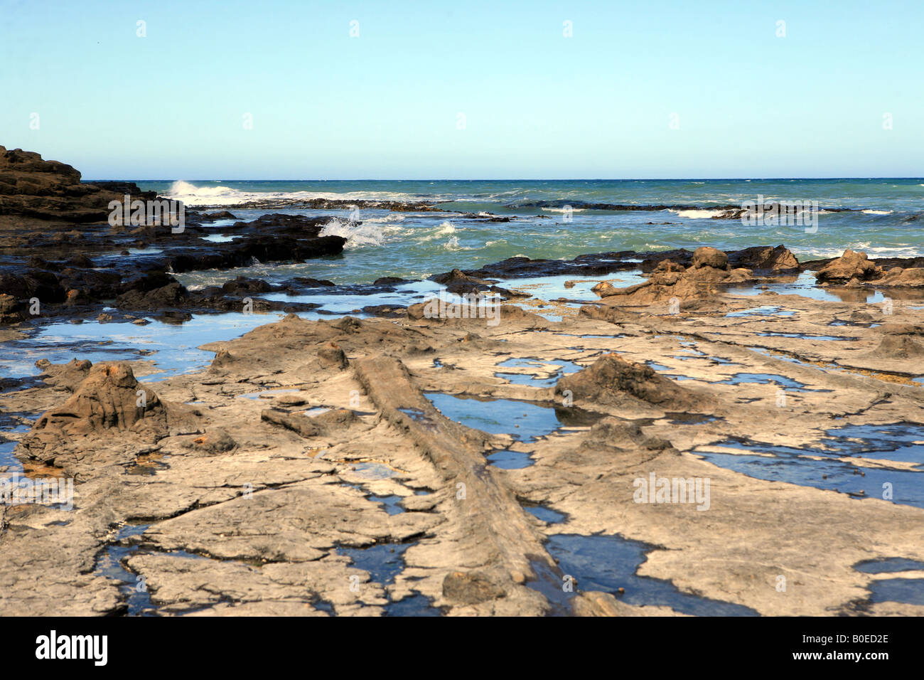 Curio Bay Haere mai beach showing fossilised forest remains The Catlins ... Curio Bay Haere mai beach showing fossilised forest remains The Catlins ...