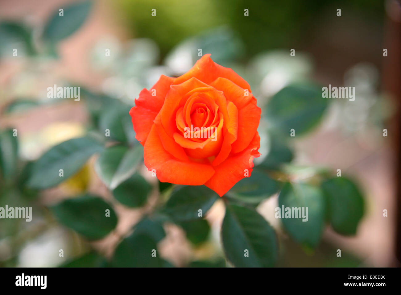 An orange rose flower Stock Photo - Alamy