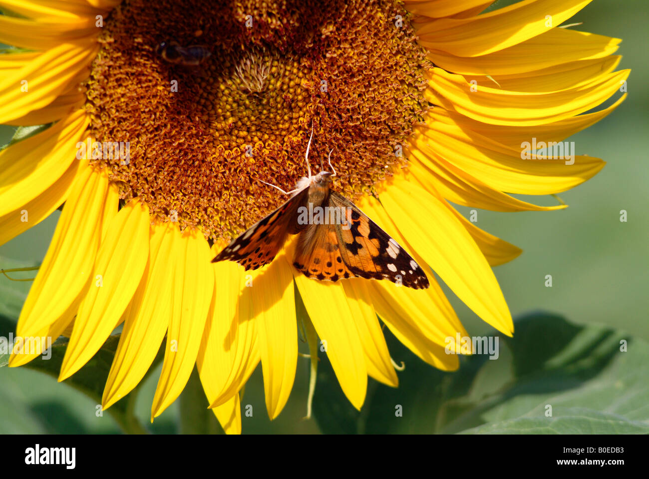 Sunflower with butterfly Stock Photo - Alamy