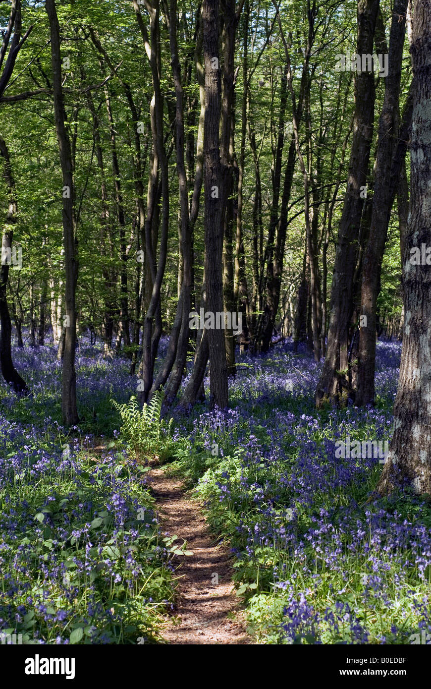 Path dappled by sun hi-res stock photography and images - Alamy