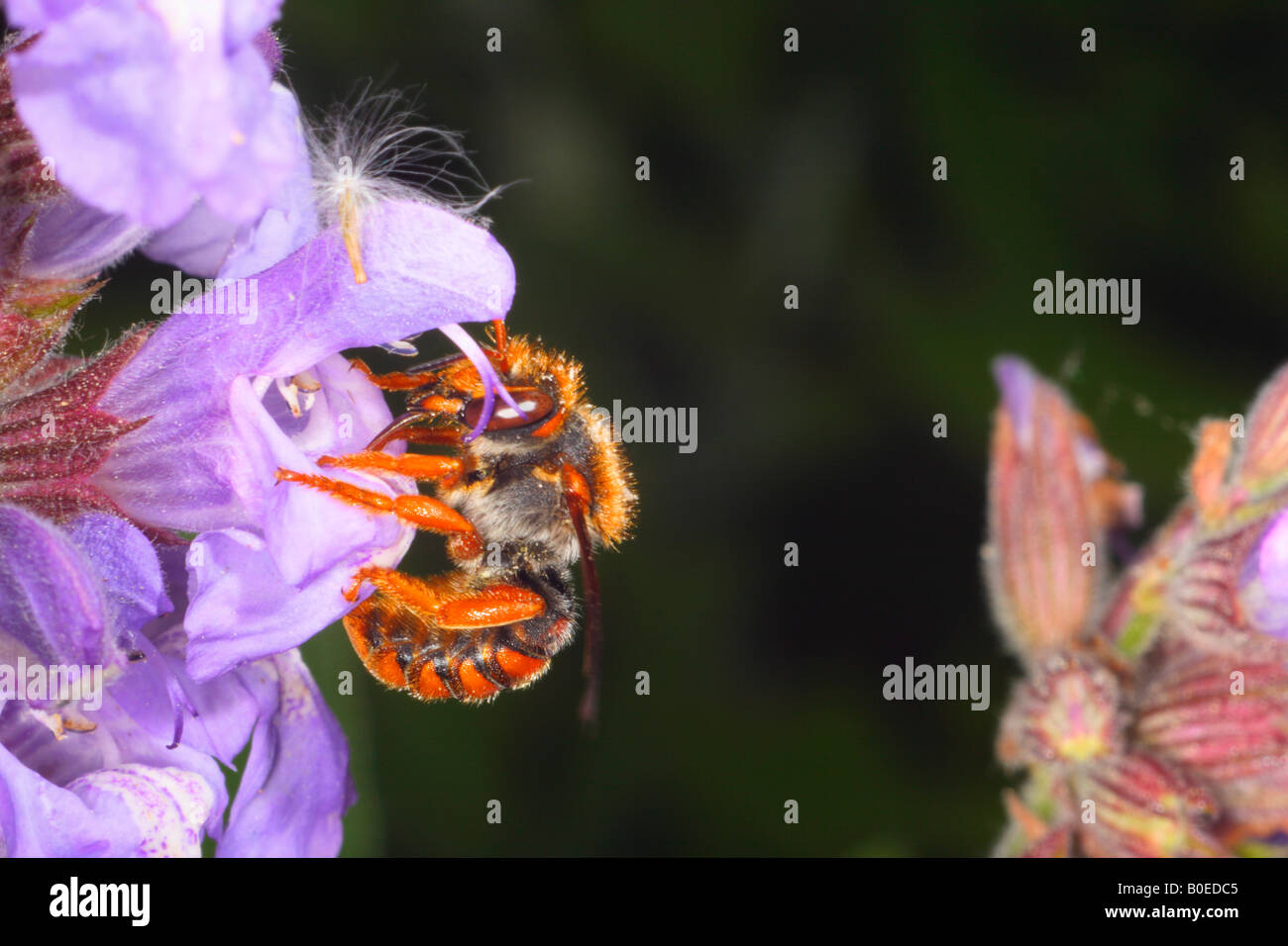 Spotted Red-resin Bee, Rhodanthidium sticticum. Collecting nectar on ...