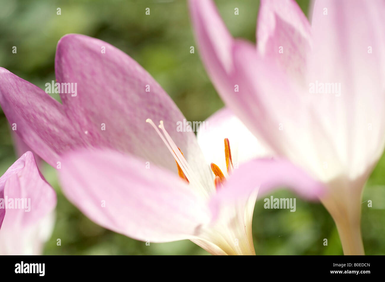 Colchicum autumnale fall autumn crocus hi-res stock photography and ...