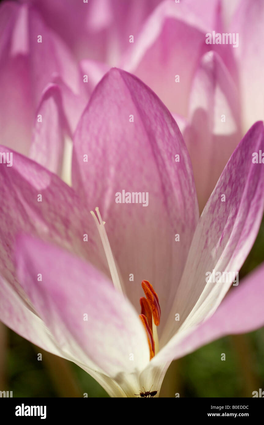 Colchicum autumnale fall autumn crocus hi-res stock photography and ...