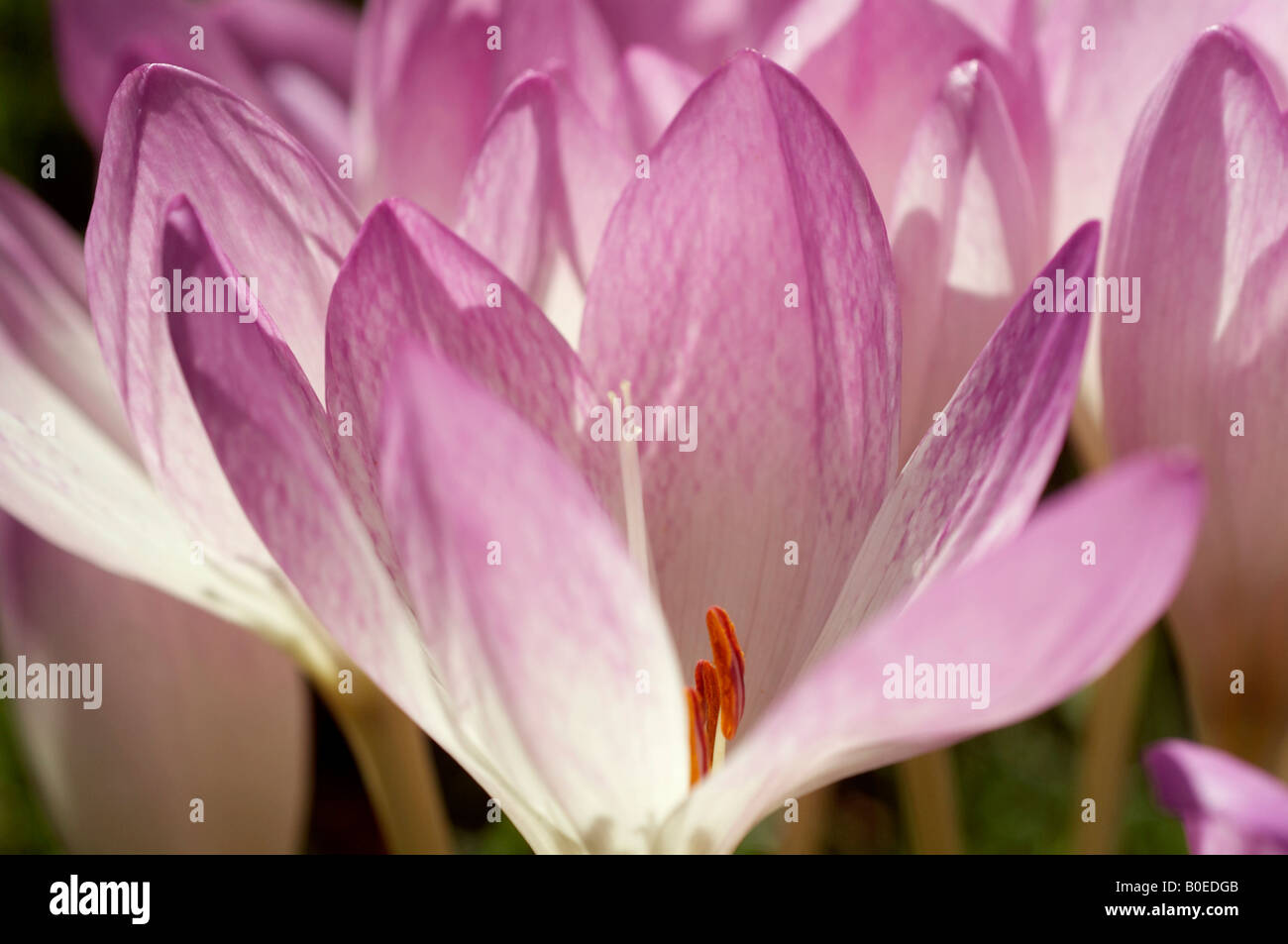 Colchicum autumnale fall autumn crocus hi-res stock photography and ...