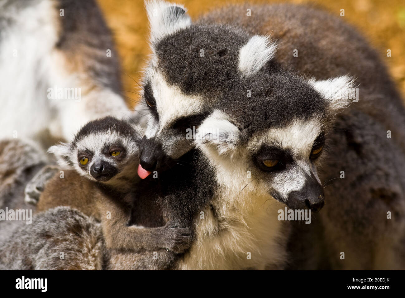 Ring-Tailed Lemur Family Stock Photo - Alamy