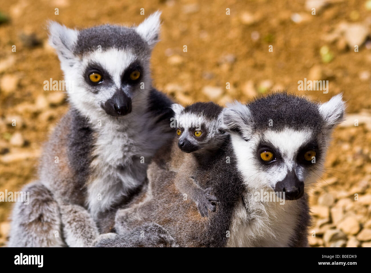 Ring-Tailed Lemur Family Stock Photo - Alamy