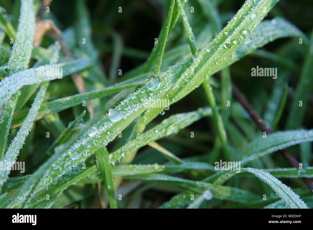 Ice crystals and dew on blades of grass Stock Photo - Alamy