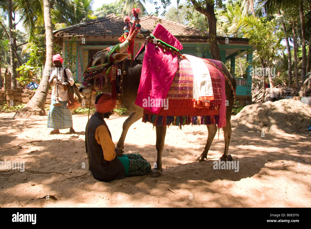 Indian Cow Decorated High Resolution Stock Photography and Images - Alamy