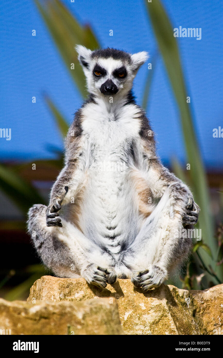 Lemur yoga hi-res stock photography and images - Alamy