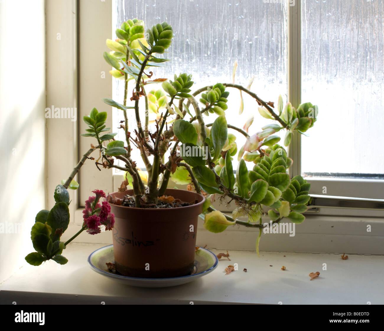 Neglected house plant Stock Photo - Alamy