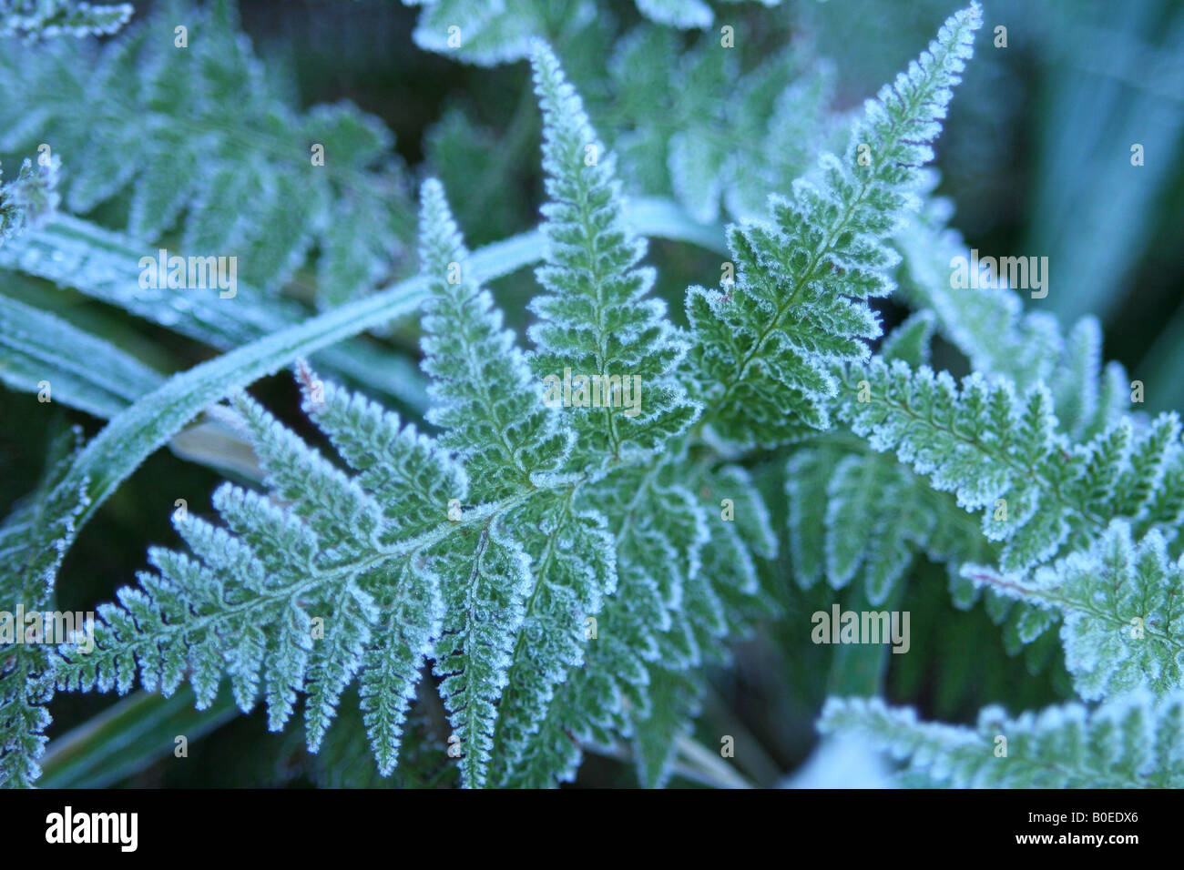 Fern leaf frost crystals hi-res stock photography and images - Alamy