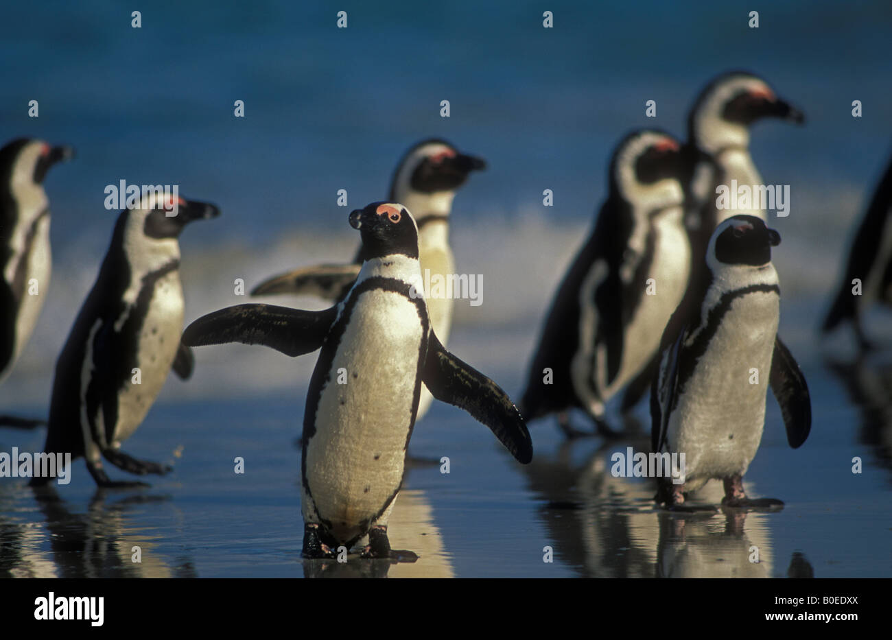 African Penguins (African Penguins) - South Africa Stock Photo - Alamy