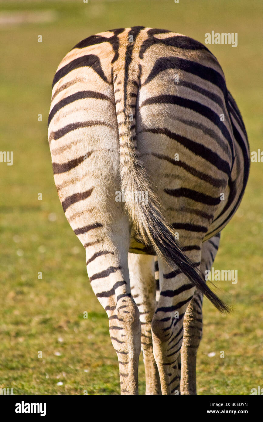 Zebra bum hi-res stock photography and images - Alamy