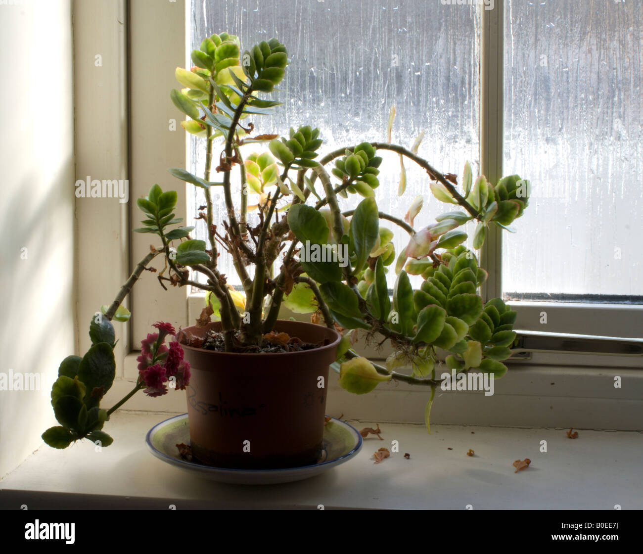 Neglected house plant Stock Photo - Alamy