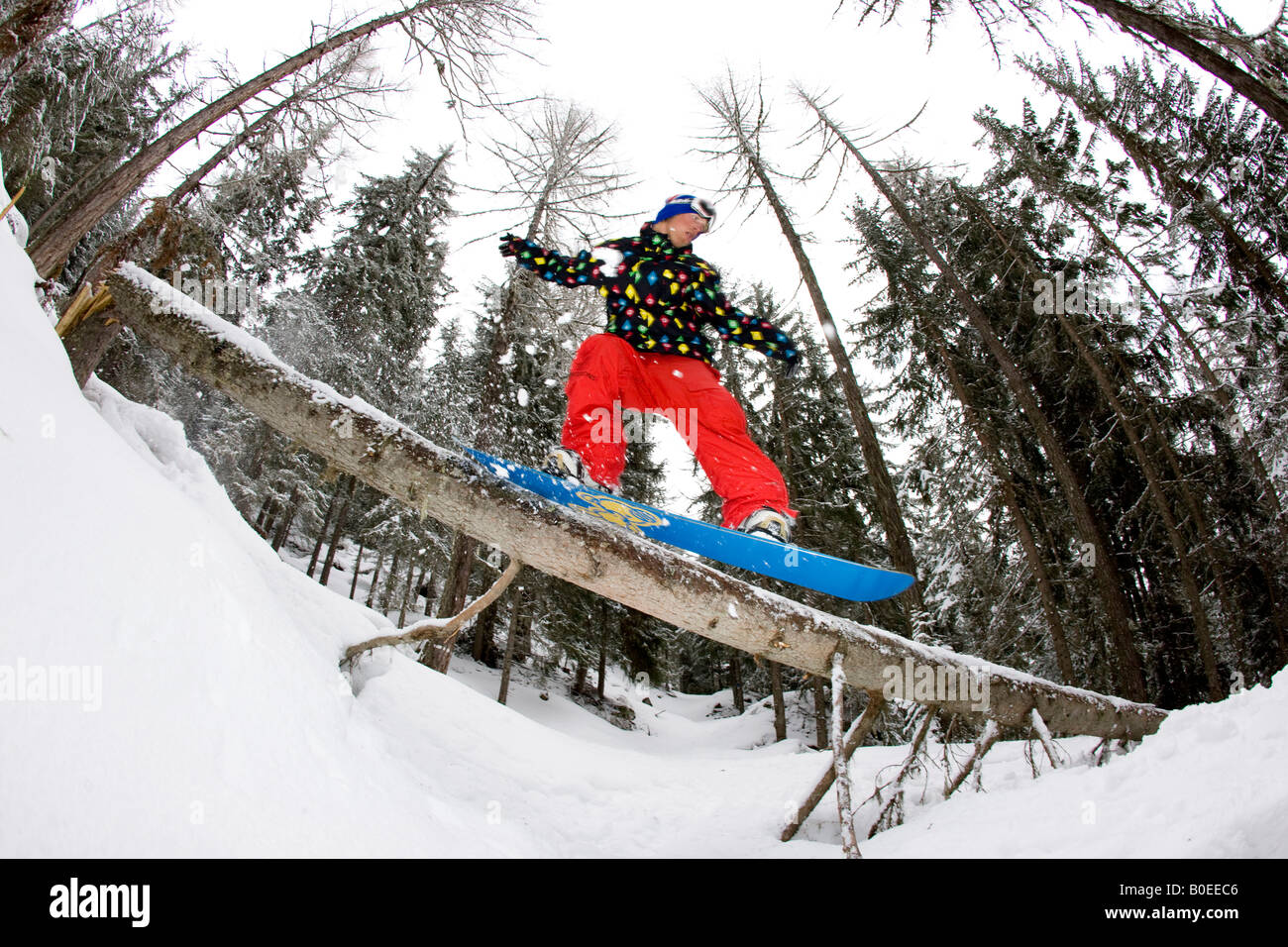 Snowboarder slides a tree in the back country Stock Photo - Alamy