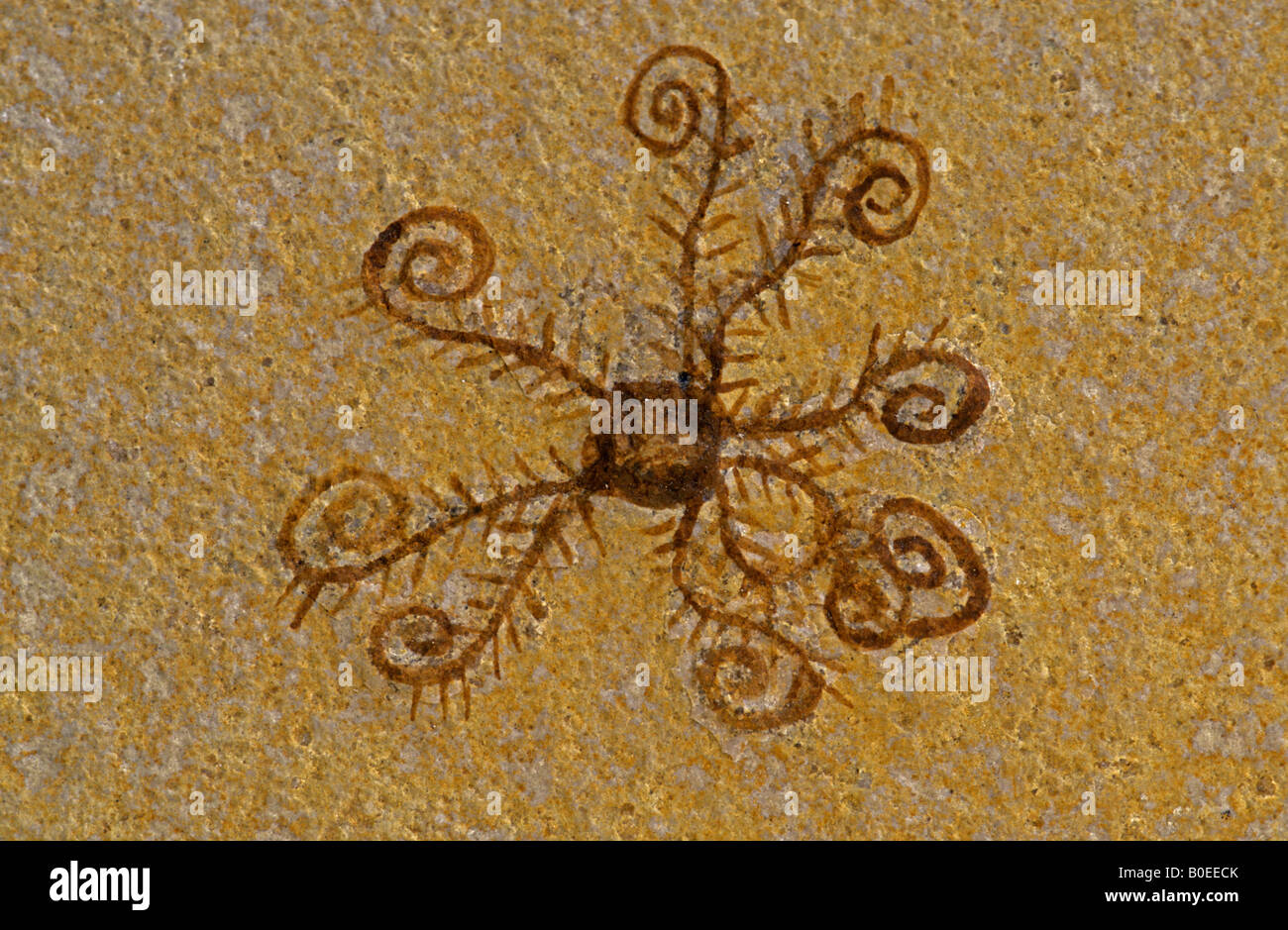 Crinoid - Jurassic Era - Germany Stock Photo - Alamy